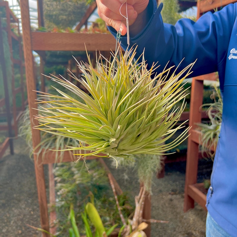 Spider Plant Mount - Etsy