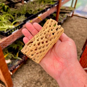 4" Cholla Wood Air Plant Display (or Wood Only): Cleaned Cactus ...
