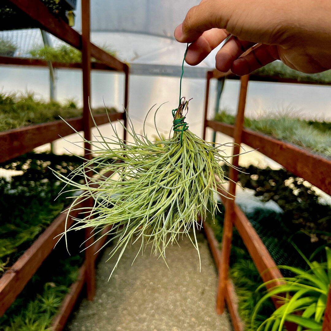Kimberly Air Plant Hanging Clump *hybrid of Recurvata X Usneoides* - Etsy