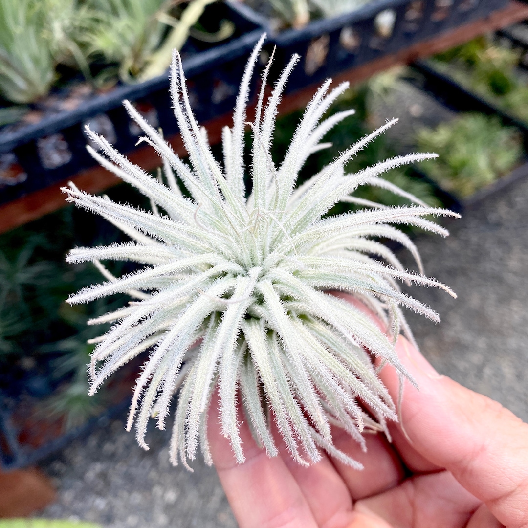 Tectorum Snowball Air Plant *extra Fuzzy Form* - Etsy