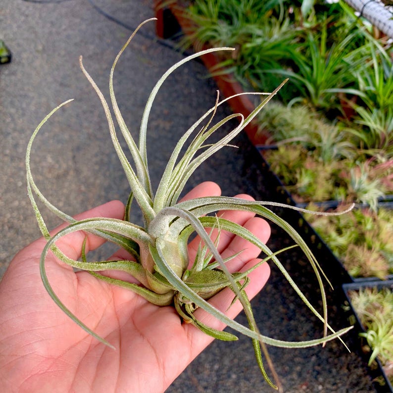 Rare Ehlersiana Air Plant, White/gray Tillandsia Grows HUGE - Etsy