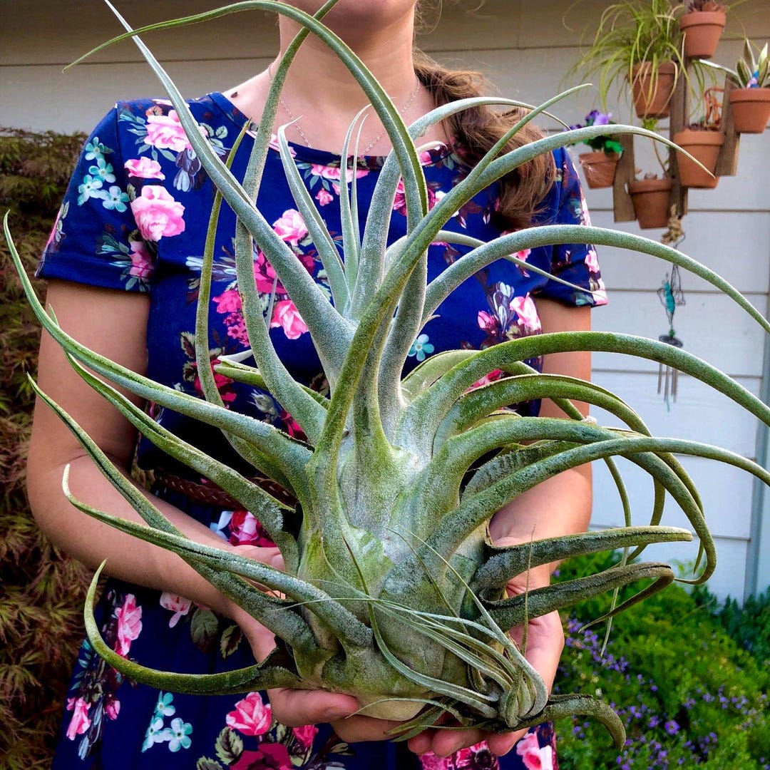 Rare Ehlersiana Air Plant, White/gray Tillandsia Grows HUGE - Etsy