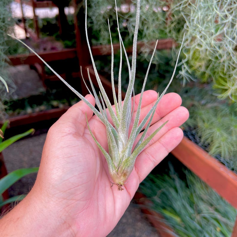 Rare Ehlersiana Air Plant, White/gray Tillandsia Grows HUGE - Etsy