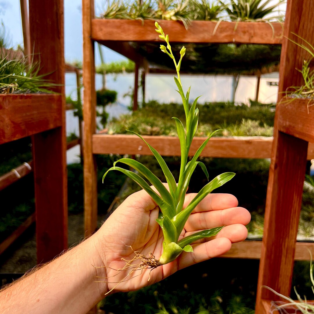 Catopsis Mooreniana Air Plant *uncommon Soft Leaved Plant* - Etsy