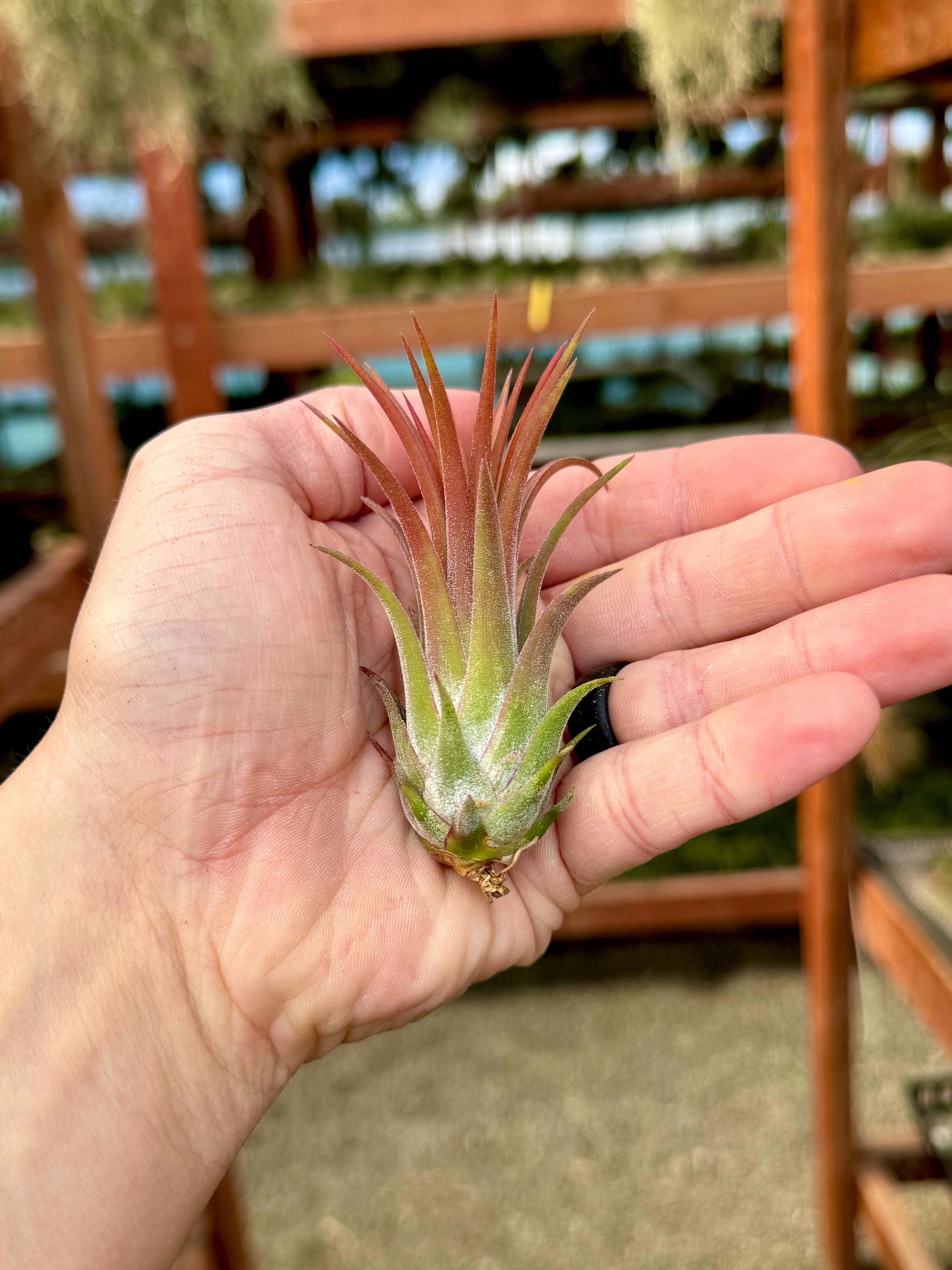 Ionantha ‘big Boy’ Air Plant *thicc and Succulent* - Etsy