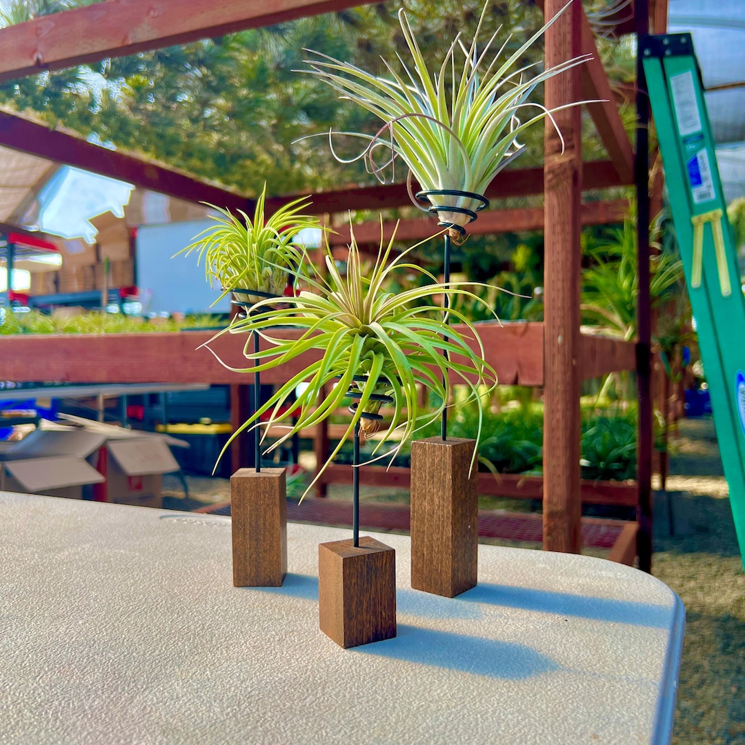 3 Pack Stained Wood Handcrafted Modern Spring Stands for Air Plants - Etsy