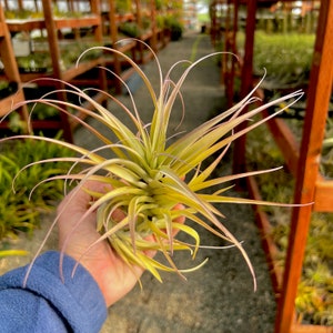 Latifolia Caulescent Air Plant *grows Tall!* - Etsy