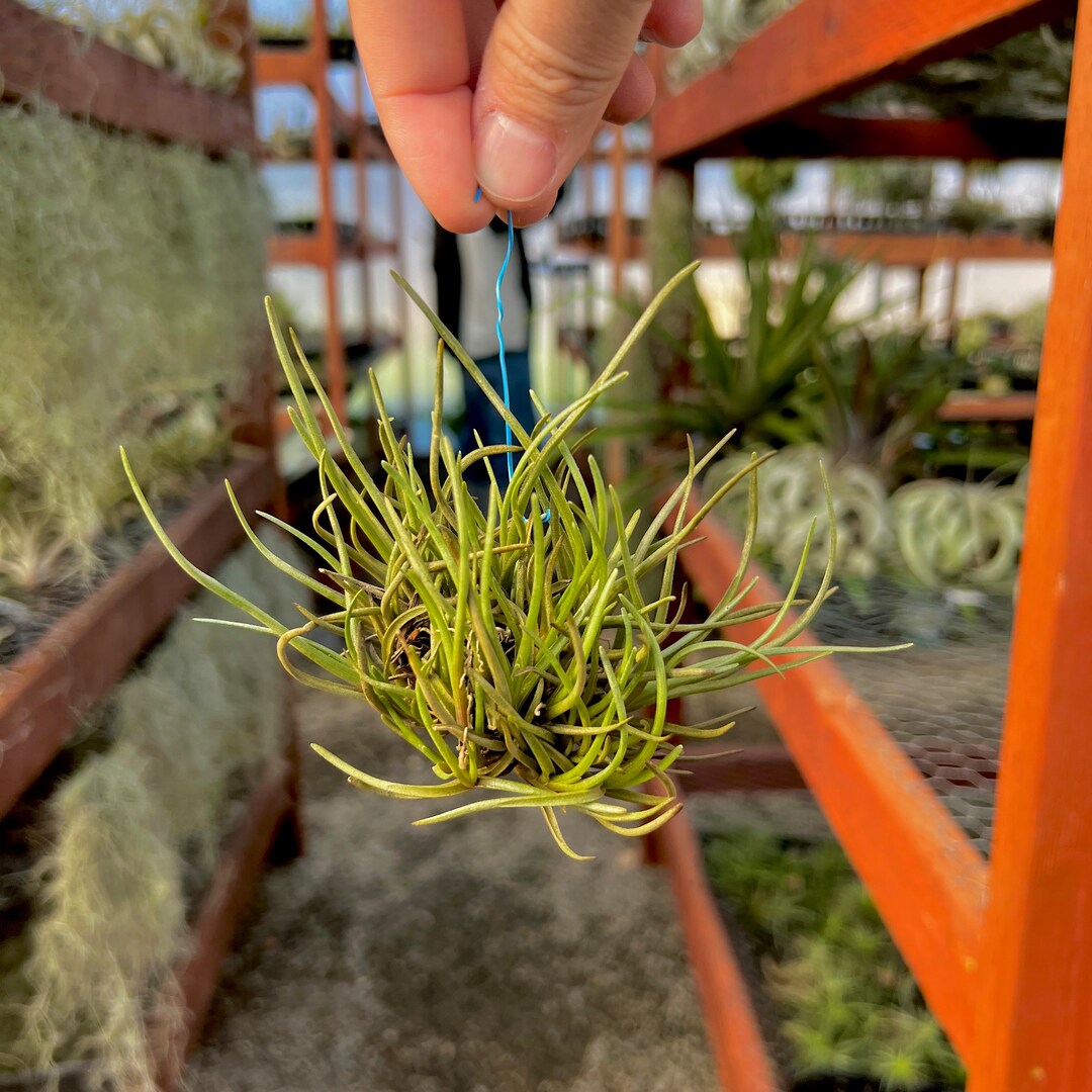 Albertiana Hanging Clump Air Plant *makes Lipstick Red Flowers!* - Etsy