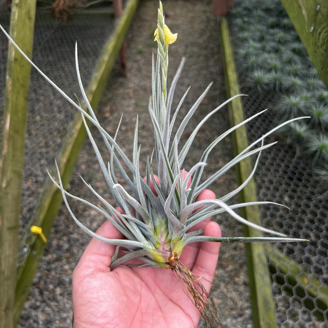 Calignosa X Crocata Air Plant *beautiful Fragrance When in Bloom* - Etsy