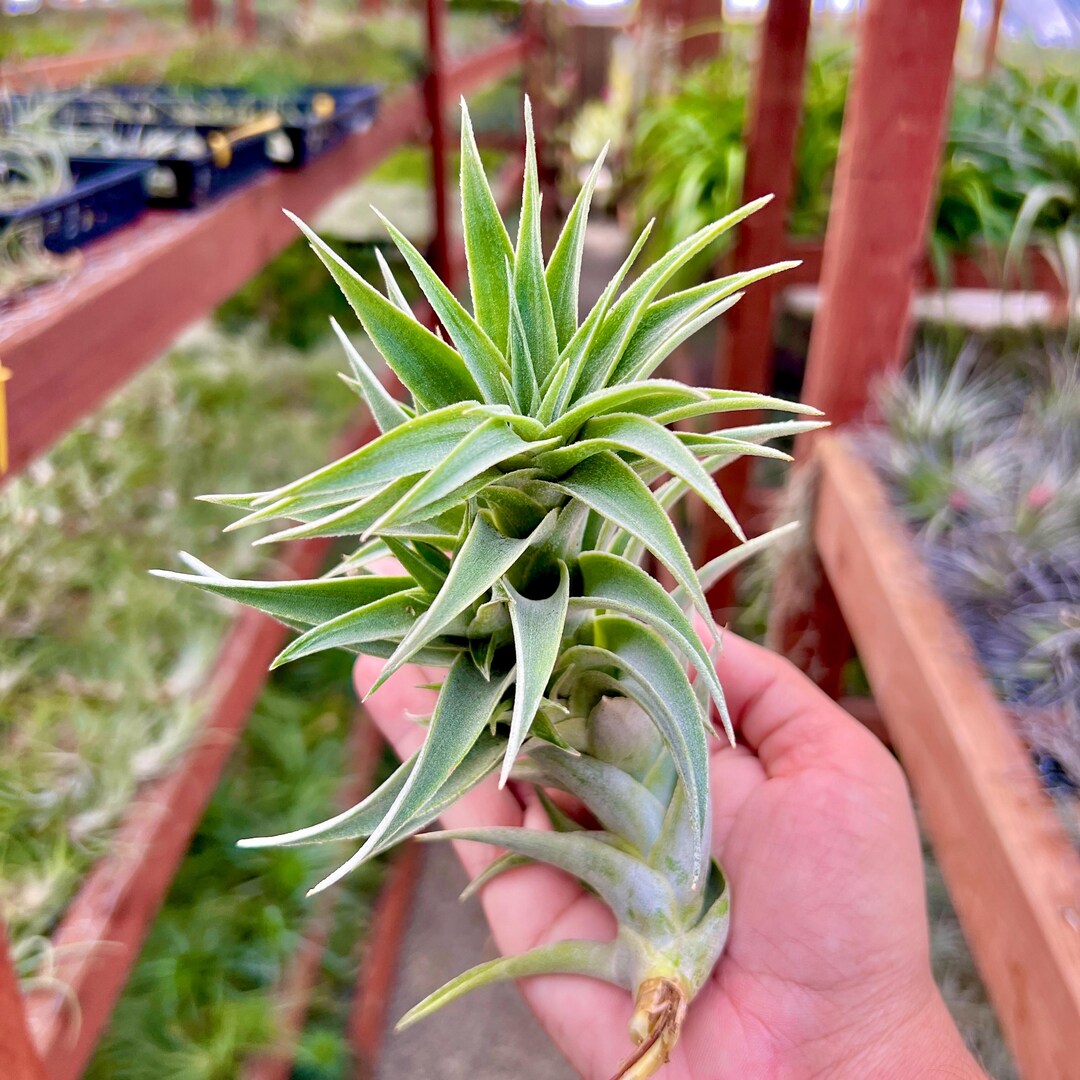 Edithae Green Large Air Plant *known for Its Lipstick Red Bloom* - Etsy