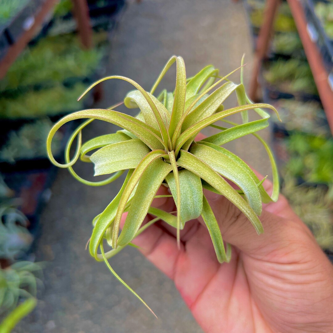 Elisa Small Air Plant Hybrid *concolor X Streptophylla* Uncommon ...