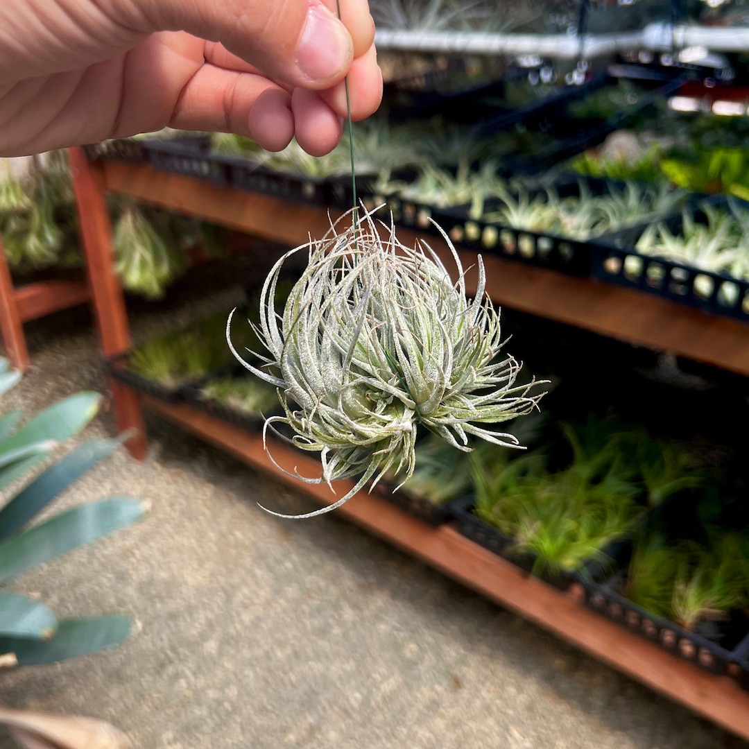 Assorted Small Air Plant Hanging Clump on Wire *beginner Friendly* - Etsy