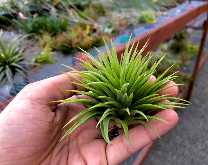 Ionantha 'fat Boy' Air Plant (rare Tillandsia) - Etsy