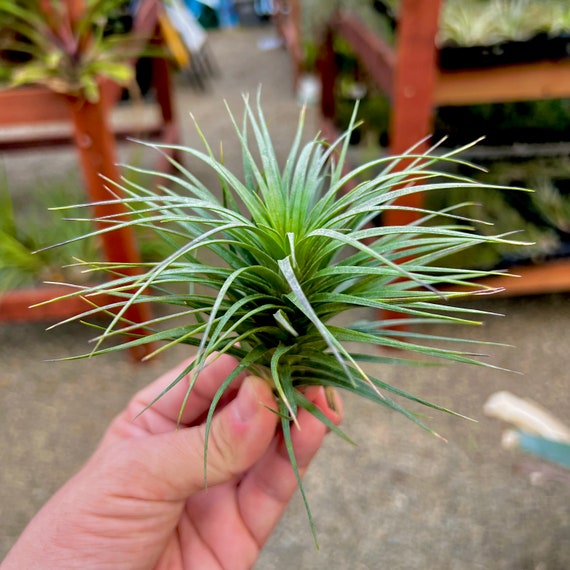 Tenuifolia Bush Air Plant cute Medium Sized Plant That Forms A Pink Flower