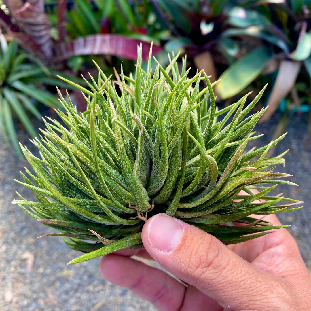 Assorted Crested Ionantha Air Plant *RARE PLANT ALERT!* - Etsy