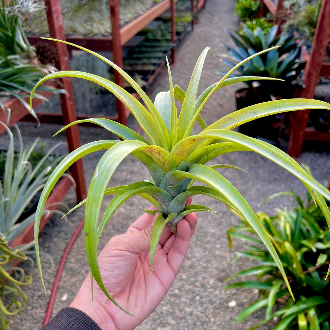 Flexuosa Vivipara Giant Form Air Plant Medium *creates Pups on It’s ...