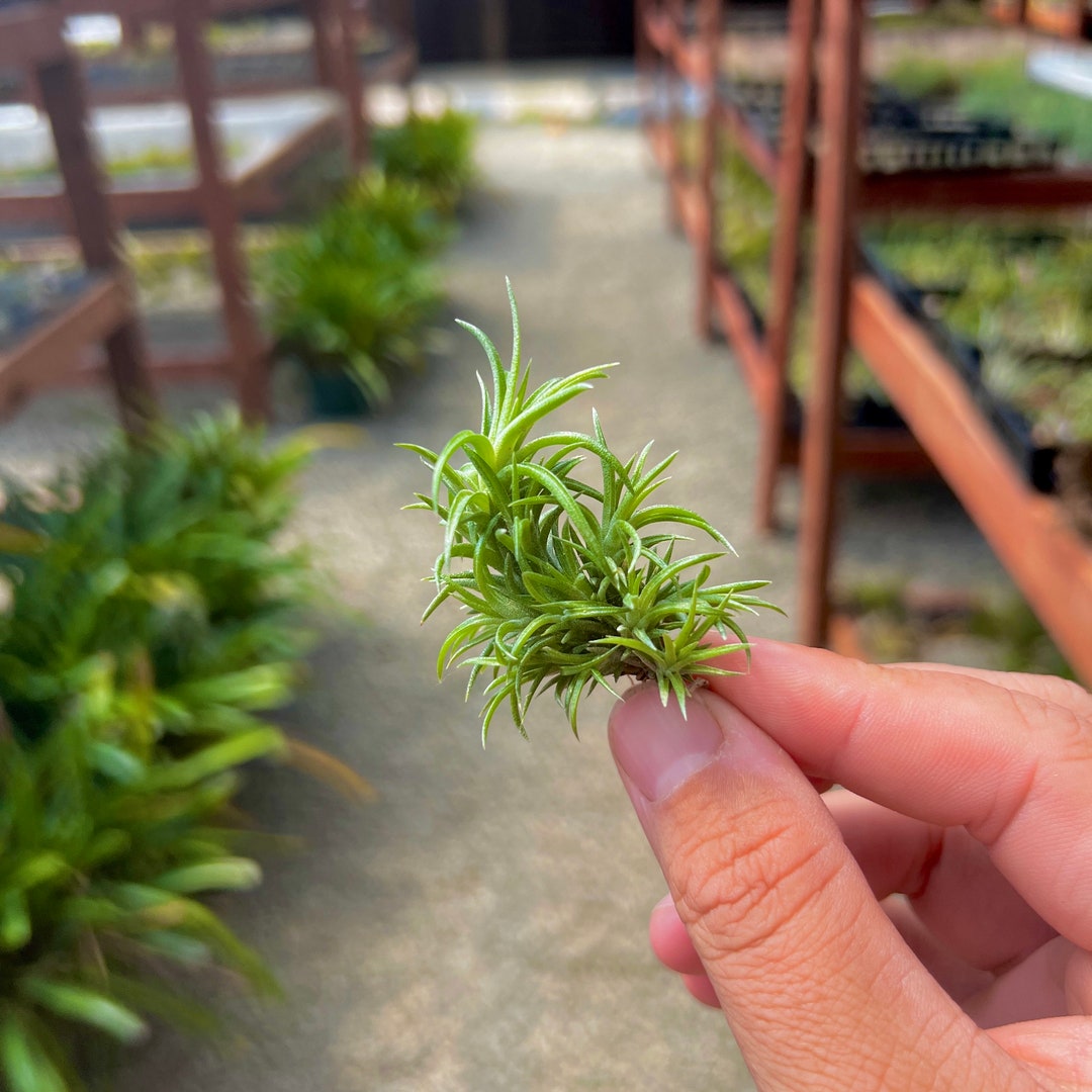 Neglecta Air Plant, Mini Tillandsia for Small Displays - Etsy