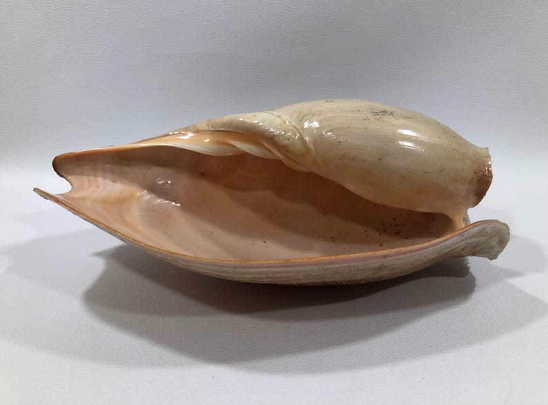 West African CYMBIUM VOLUTIDAE SEASHELL 230mm ~ Natural 'elephant's ...