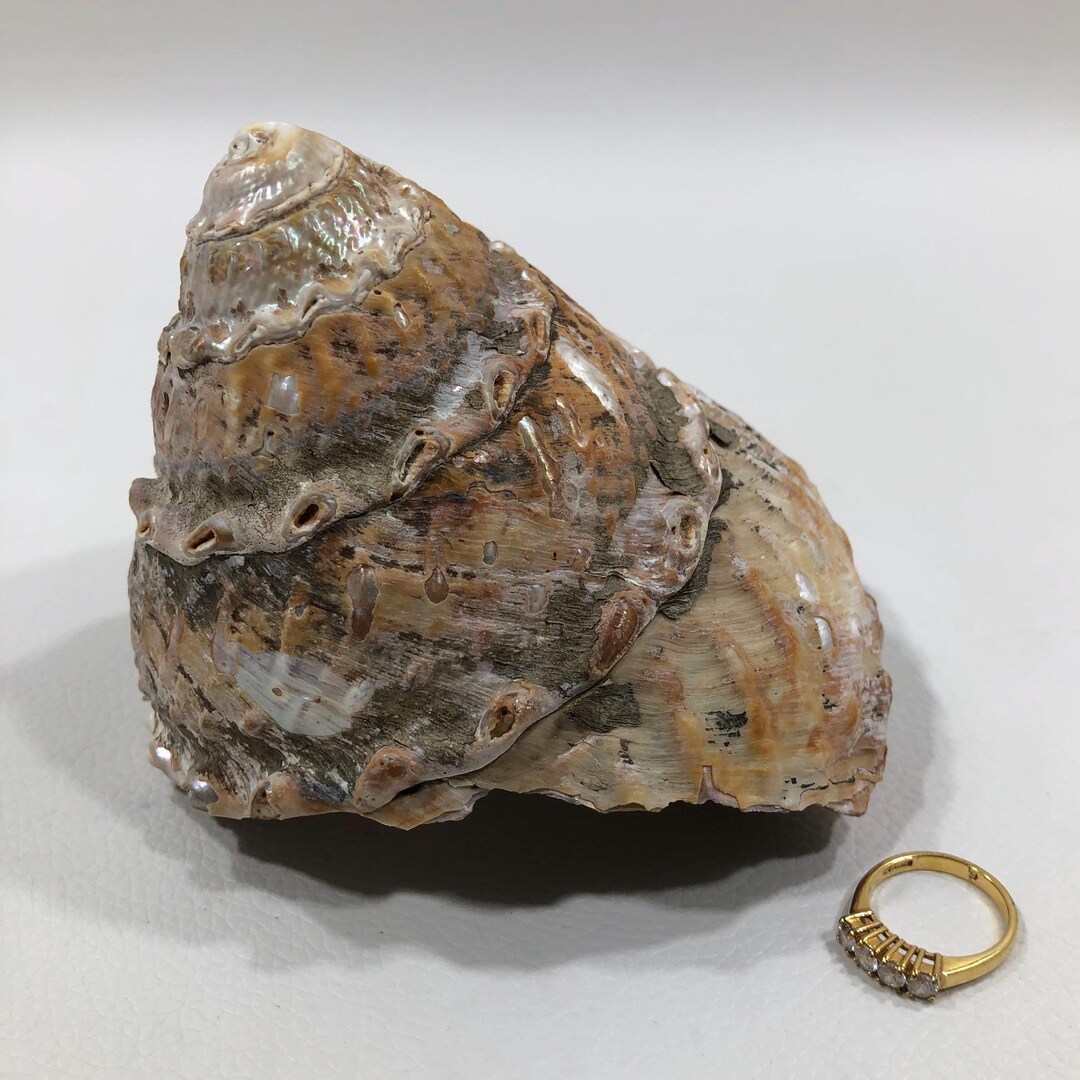 California WAVY TURBAN SEASHELL 3"x 4" ~ Natural Cone Shaped Sea Snail ...