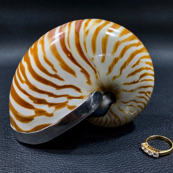Large Nautilus Shell - Etsy