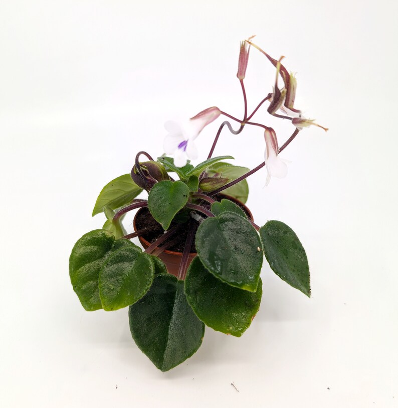 Deinostigma Tamiana - African Violet Family - Great for a Terrarium or ...