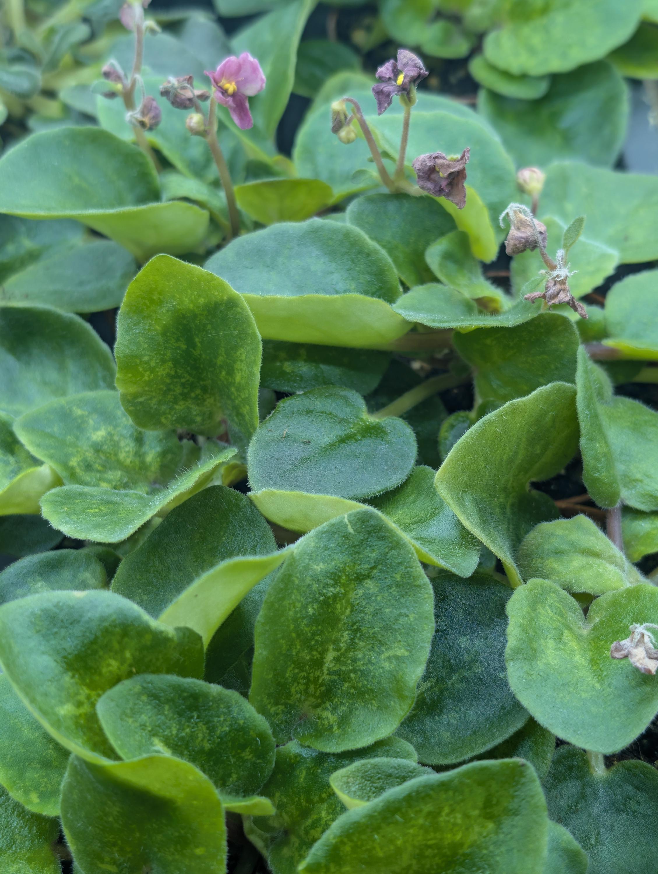 Three Miniature Violets! - Great for Terrarium or Vivarium - Jar ...