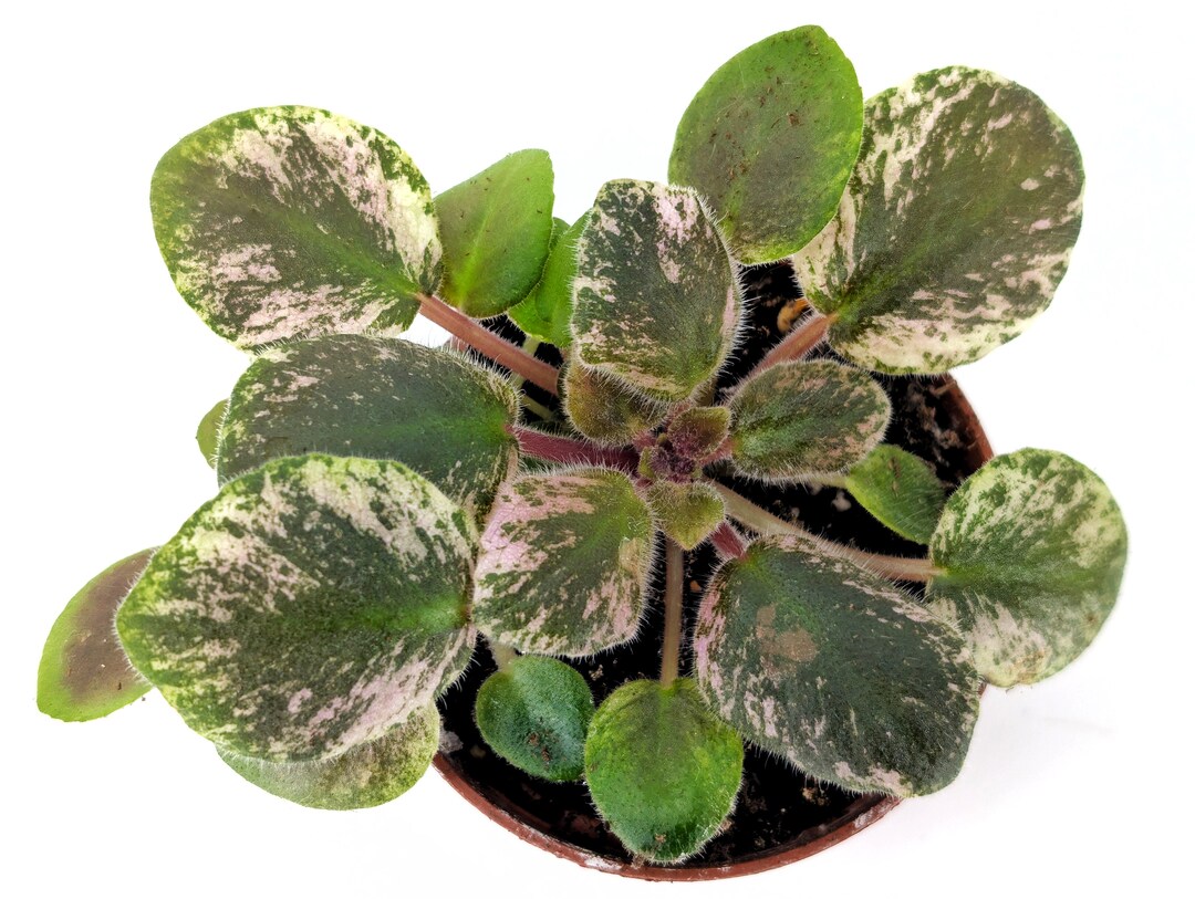 Blue Halo African Violet - Great for Terrarium or Vivarium - Jar ...