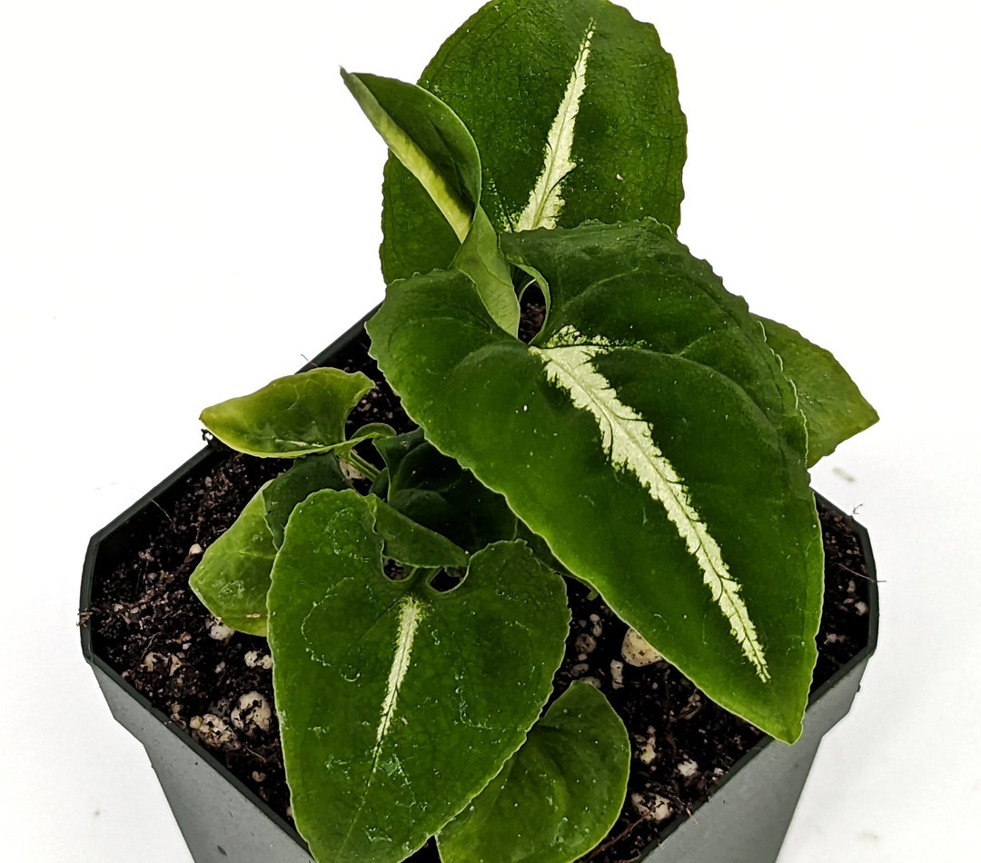 Syngonium Rayii Rooted Plant, Nice and Compact - Etsy