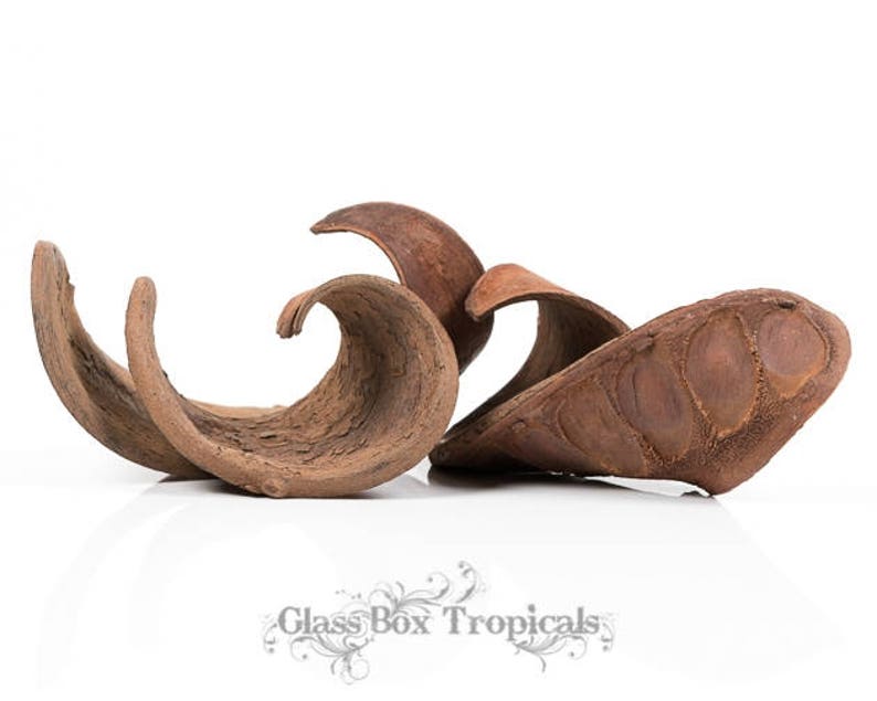 Rabbit Ear Seed Pods | Etsy