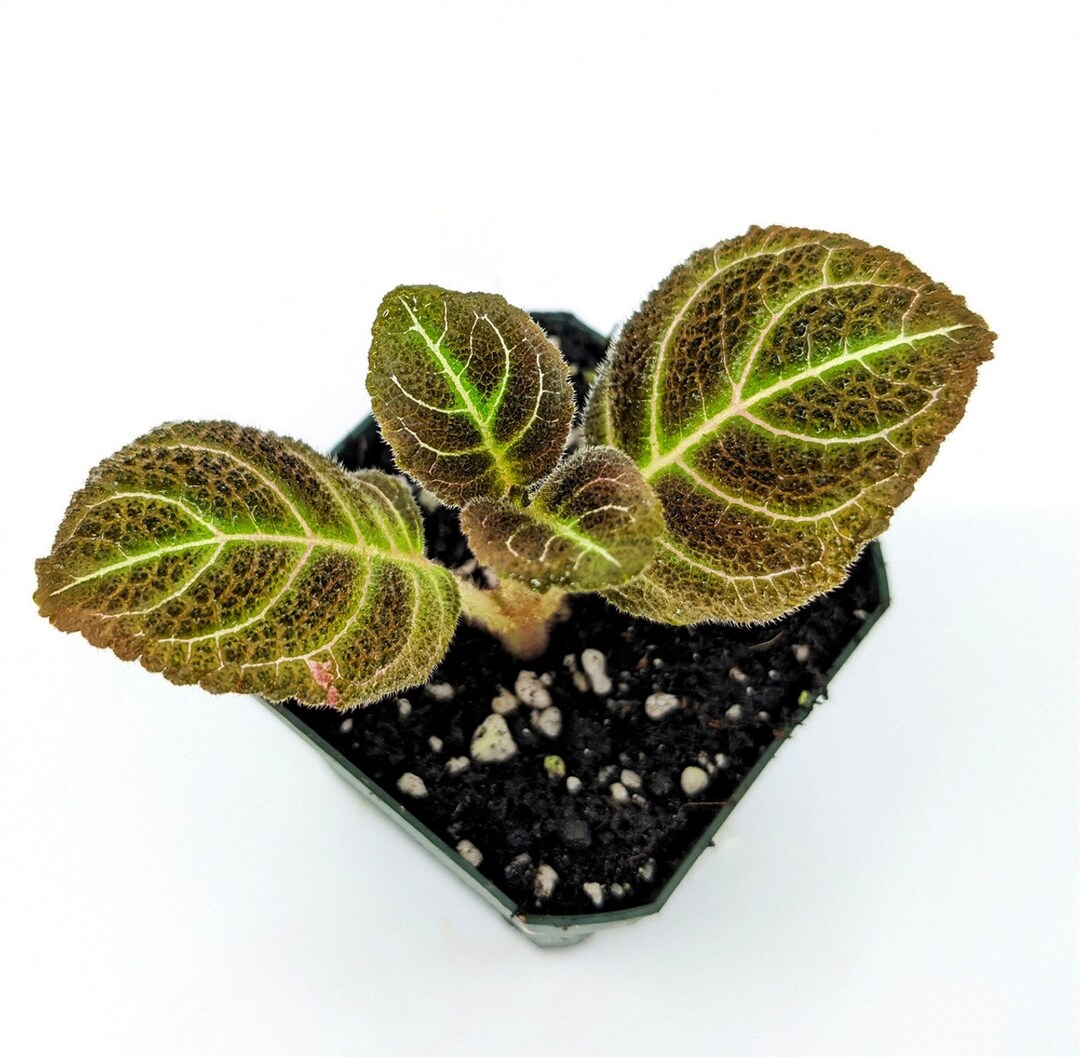 Pearcea Hypocyrtiflora - Etsy
