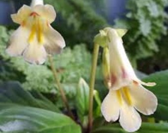 Primulina 'curly Loki' - Asian Violet Family - Great for a Terrarium or ...