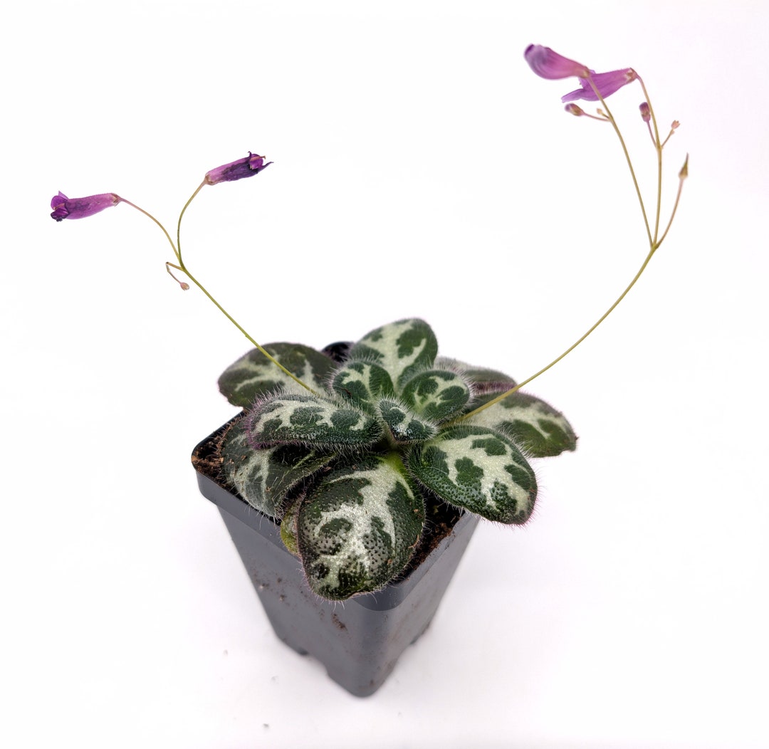 Primulina Sinovietnamica - Asian Violet Family - Great for a Terrarium ...