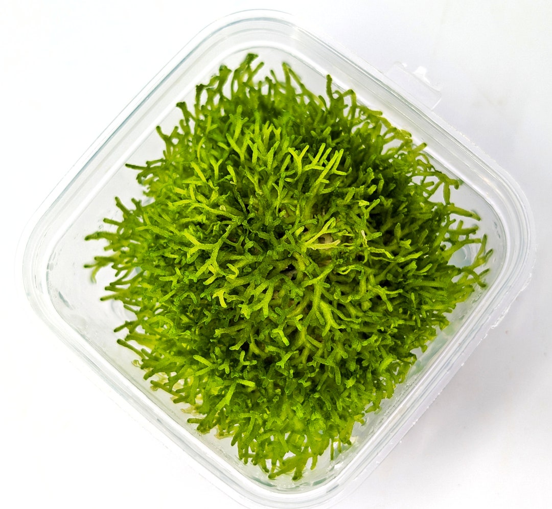 Riccia Fluitans - Freshwater Plant Aquarium or Terrarium - Bettas, Dart ...