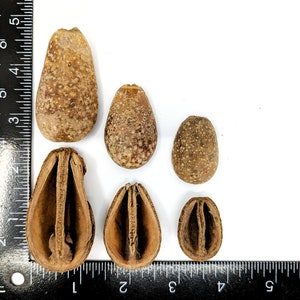 Pear Pods - Etsy