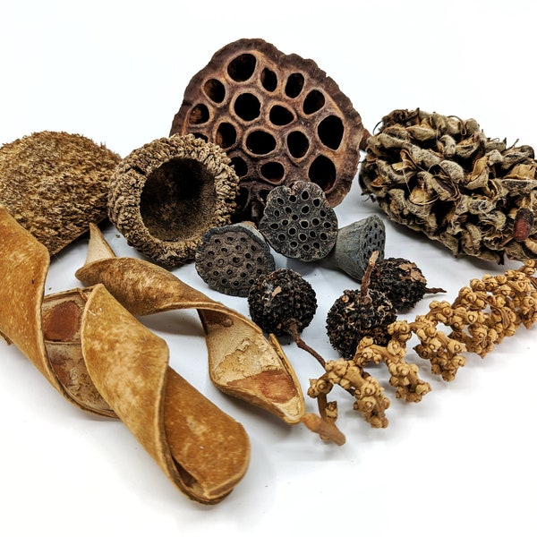 Unusual Seed Pods - Etsy