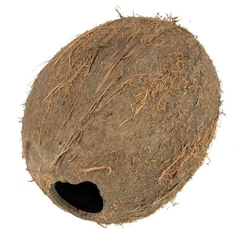 Coconut Shell Crafts - Etsy