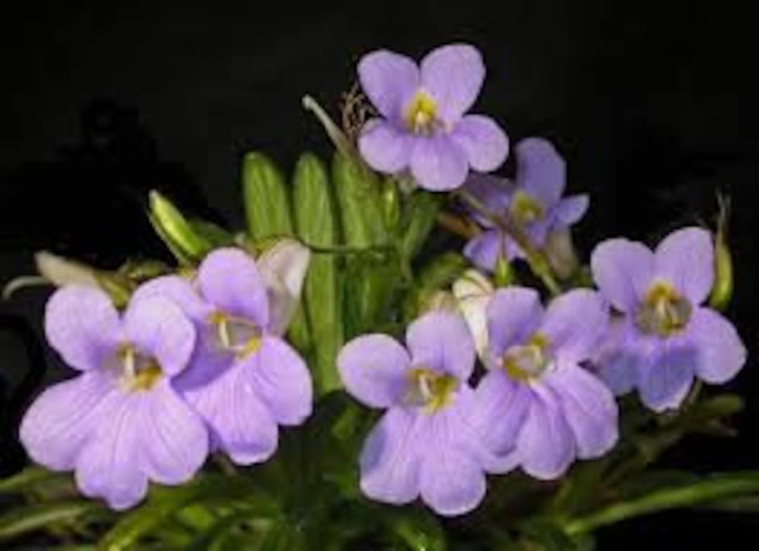 Primulina Linearicalyx African Violet Family Great for a Terrarium or ...