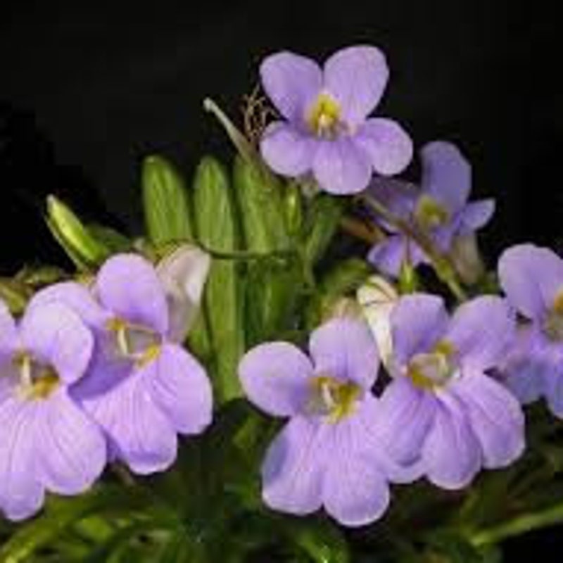 Terrarium Spikemoss - Etsy