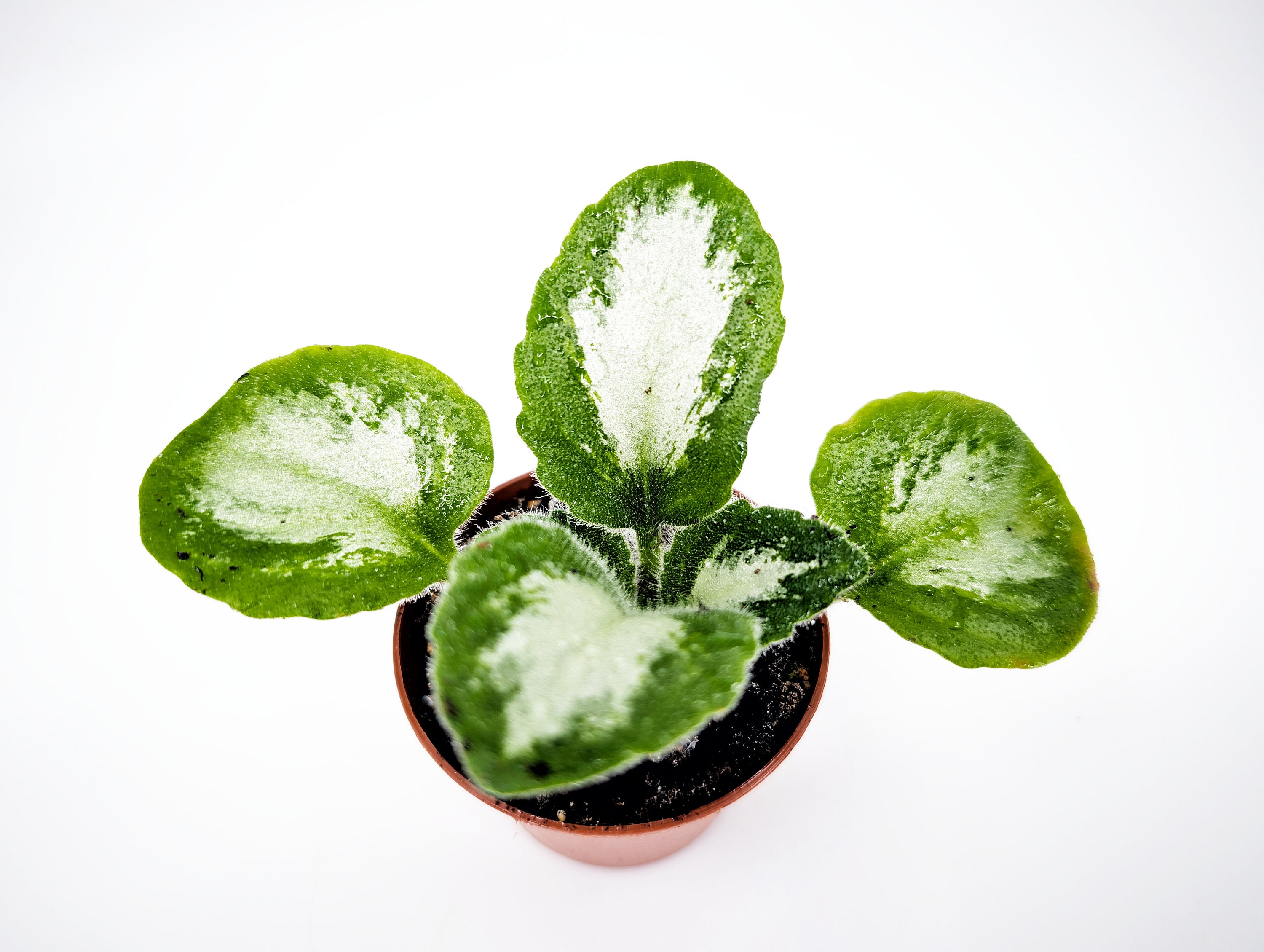Primulina 'jvs Thunderbolt' - Asian Violet Family - Great for a ...