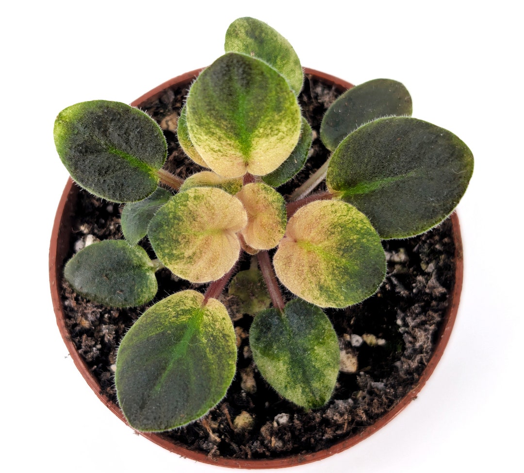 Frosty Bubbles African Violet - Great for Terrarium or Vivarium - Jar ...