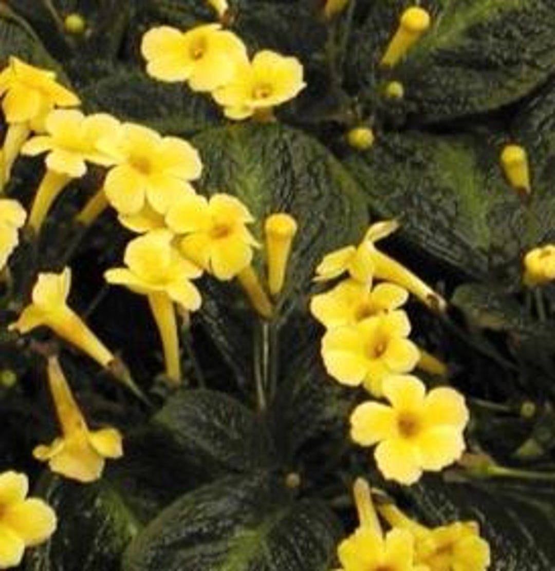 Episcia 'suomi'- Potted Plant! - Yellow Flowers! SUPER Easy to Grow! - Etsy