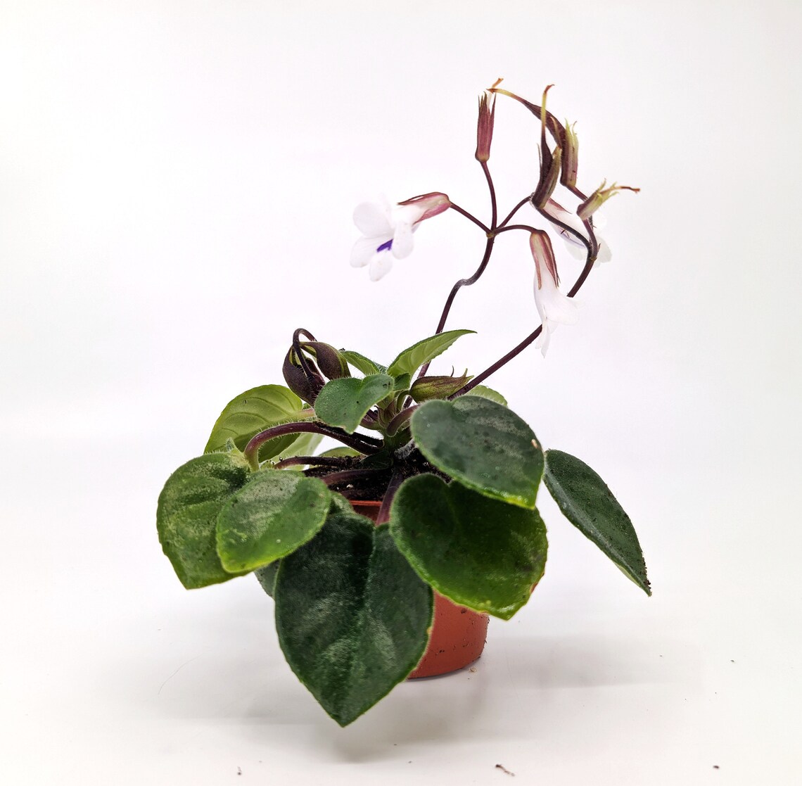 Deinostigma Tamiana - African Violet Family - Great for a Terrarium or ...