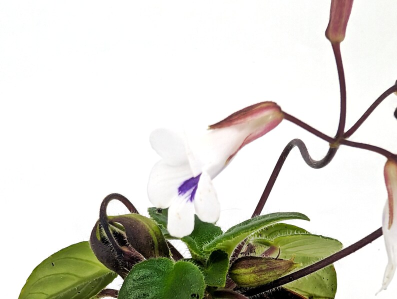 Deinostigma Tamiana - African Violet Family - Great for a Terrarium or ...