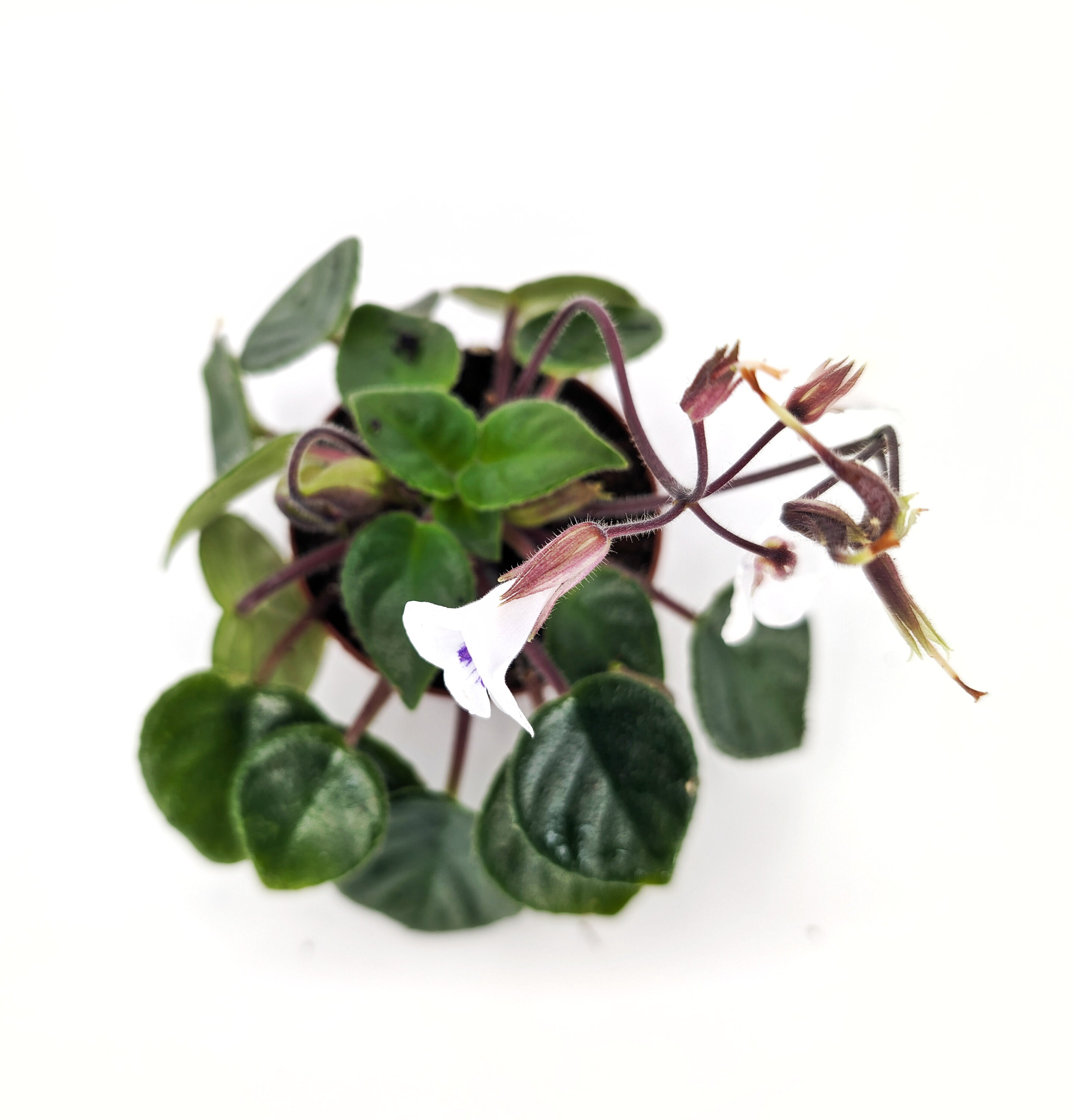 Deinostigma Tamiana - African Violet Family - Great for a Terrarium or ...