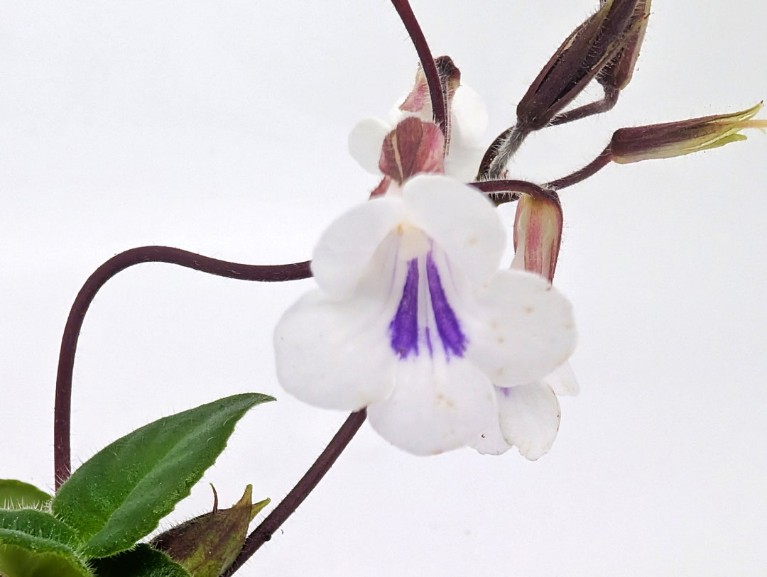 Deinostigma Tamiana - African Violet Family - Great for a Terrarium or ...