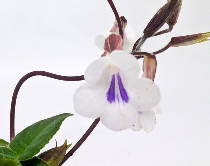 Deinostigma Tamiana - African Violet Family - Great for a Terrarium or ...