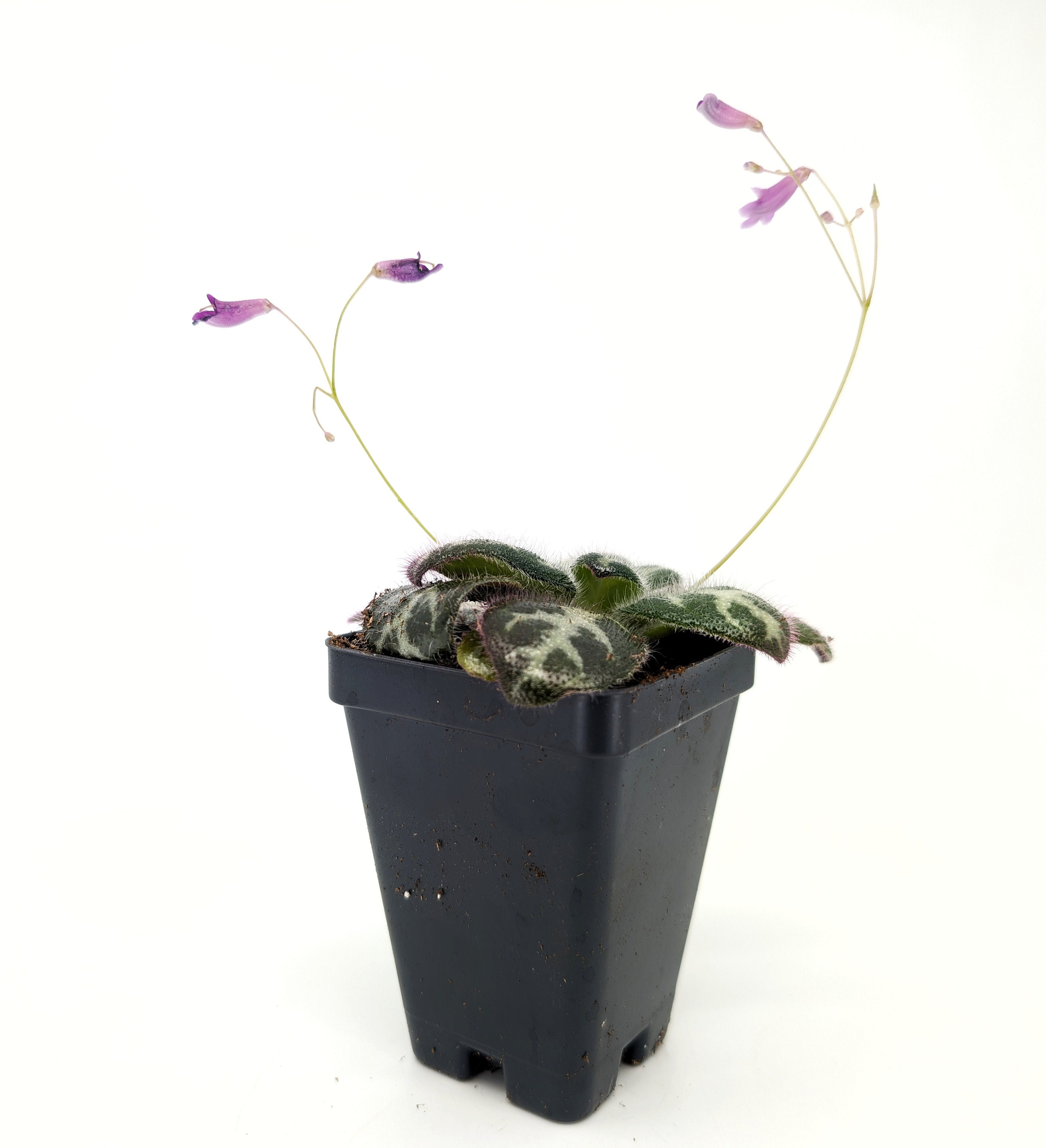 Primulina Sinovietnamica - Asian Violet Family - Great for a Terrarium ...
