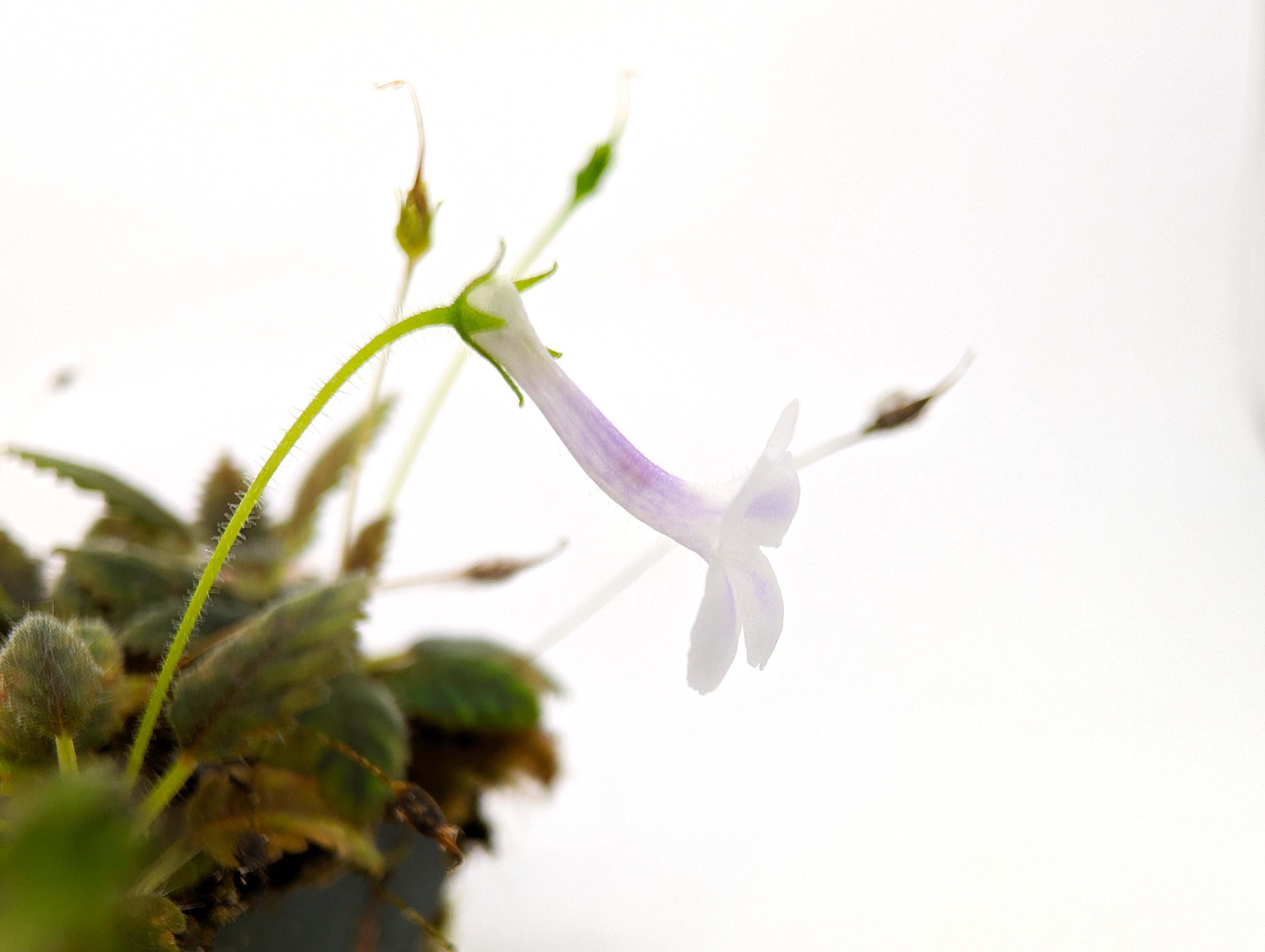 Sinningia Muscicola - African Violet Family - Great for a Terrarium or ...