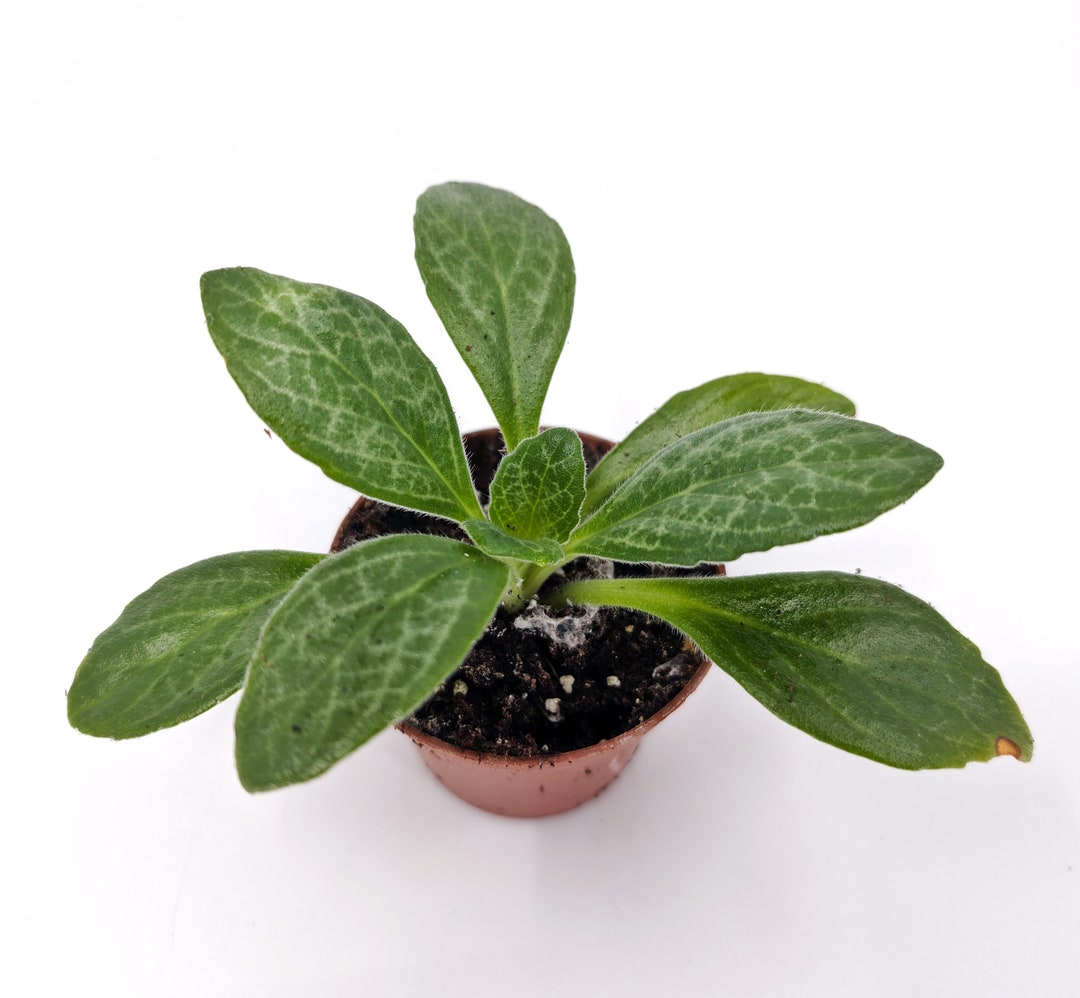 Primulina 'joanne Martinez' - Asian Violet Family - Great for a ...