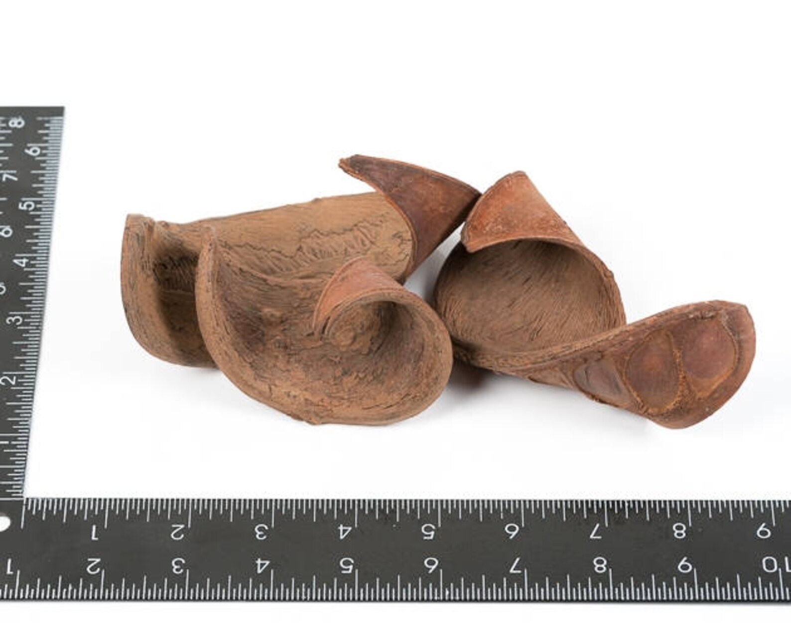 Rabbit Ear Seed Pods | Etsy